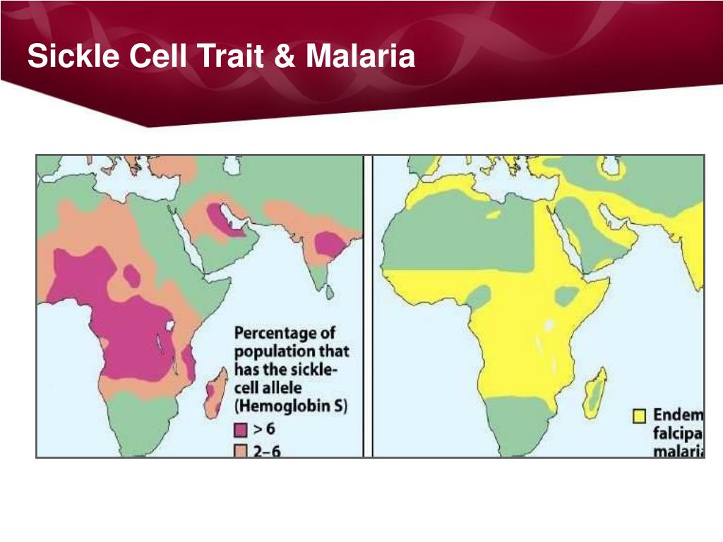 PPT - Sickle Cell Disease Research in the Genome Era PowerPoint ...