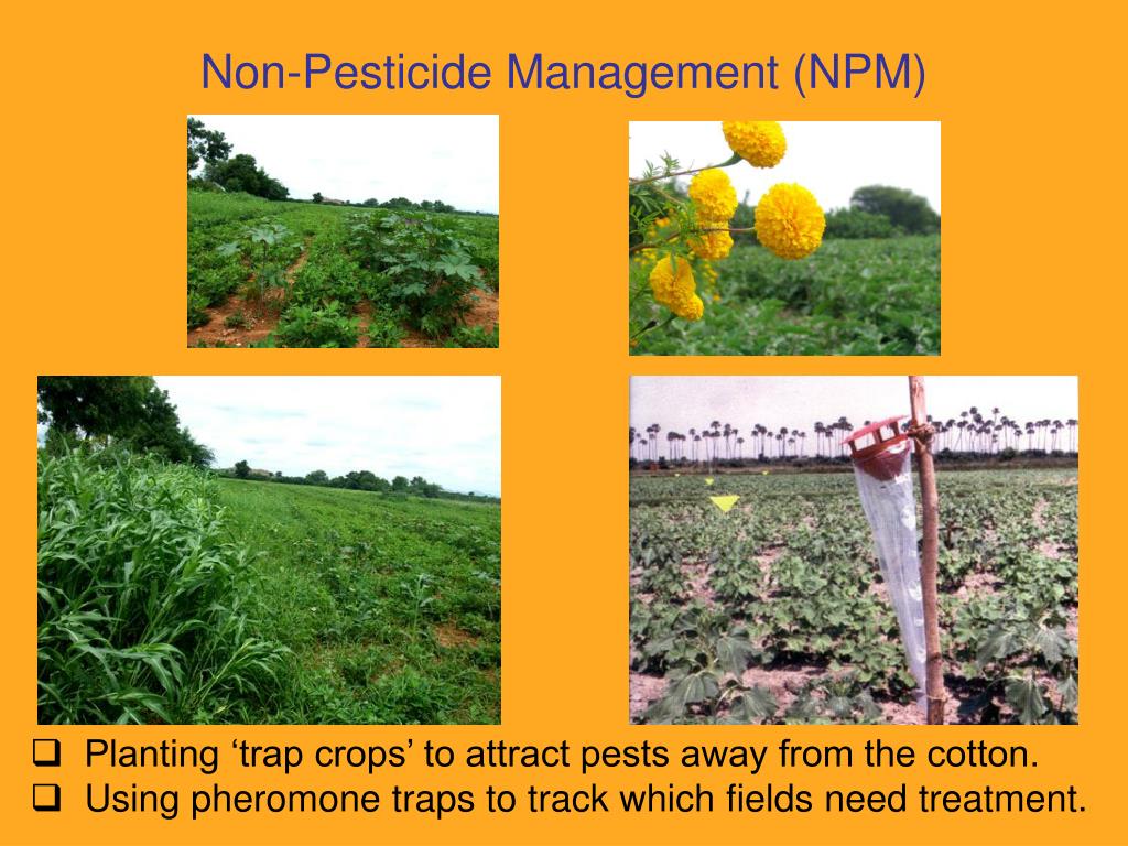 PPT - Escaping the Pesticide Trap: Non-Pesticide Management in India ...