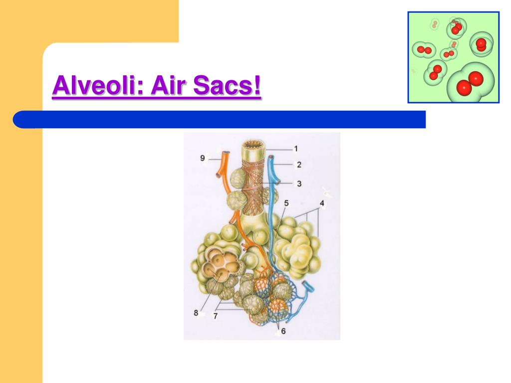 PPT - Explore The Respiratory System: Fun Facts & Essential Knowledge ...