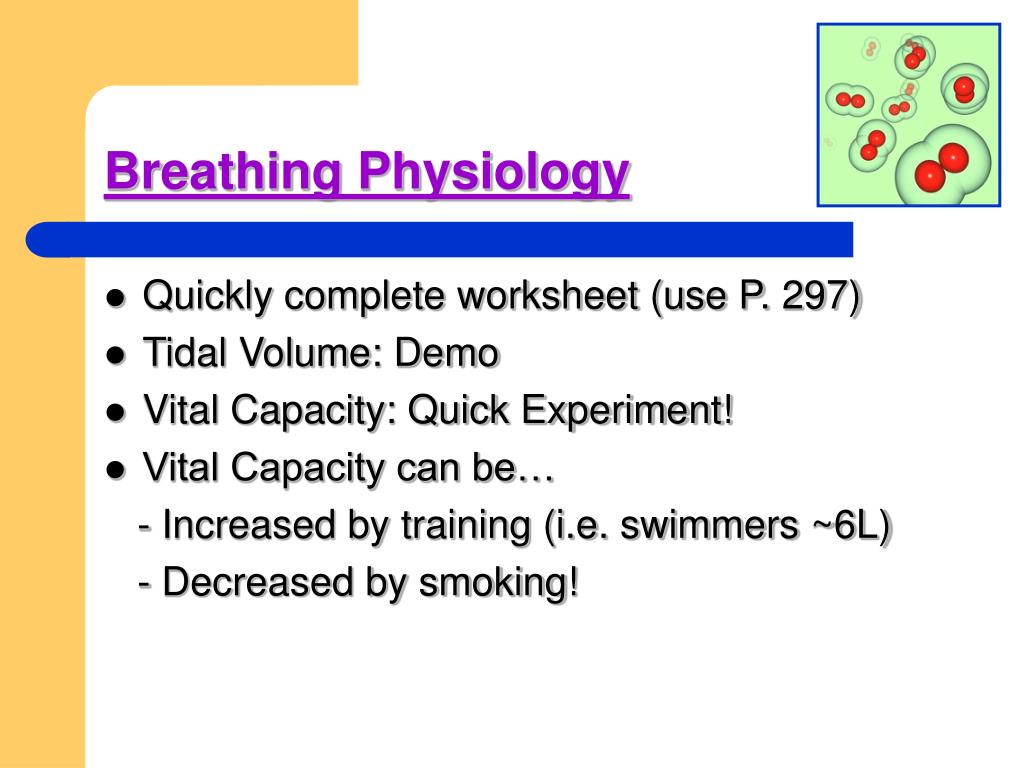 PPT - Explore The Respiratory System: Fun Facts & Essential Knowledge ...