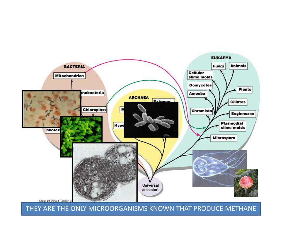 PPT - Arqueas metanógenas en al mitigación del cambio climático en la ...