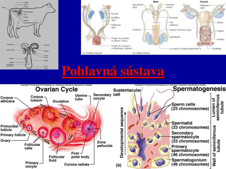 PPT - Pohlavná sústava PowerPoint Presentation, free download - ID:3563087