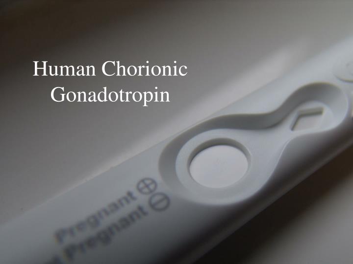 PPT - Human Chorionic Gonadotropin PowerPoint Presentation, free ...