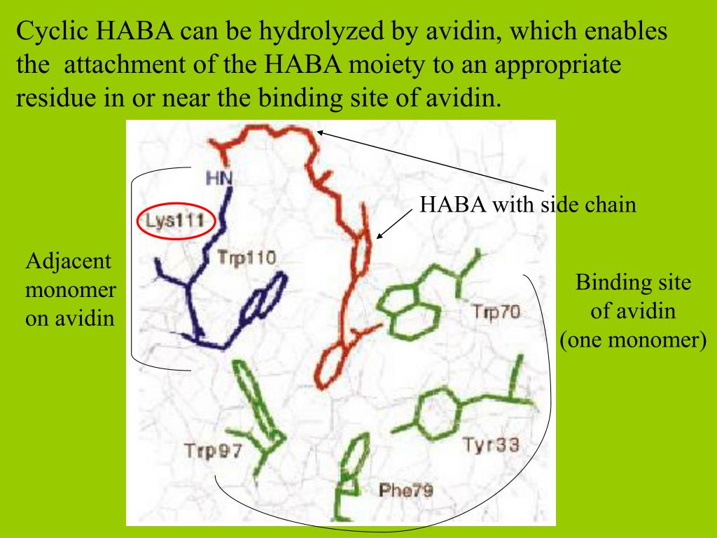 PPT - Margherita Morpurgo, Heike Hofstetter, Edward A. Bayer, and Meir ...