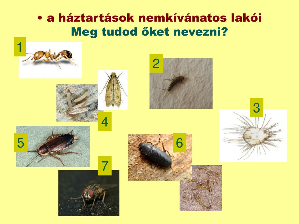 PPT - Élet az emberrel és az emberi településeken PowerPoint ...