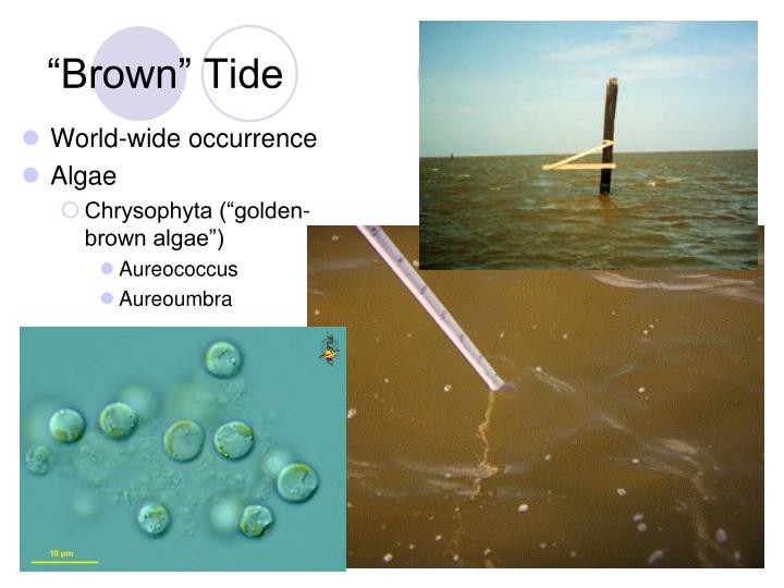PPT - Harmful algal blooms PowerPoint Presentation - ID:3564578