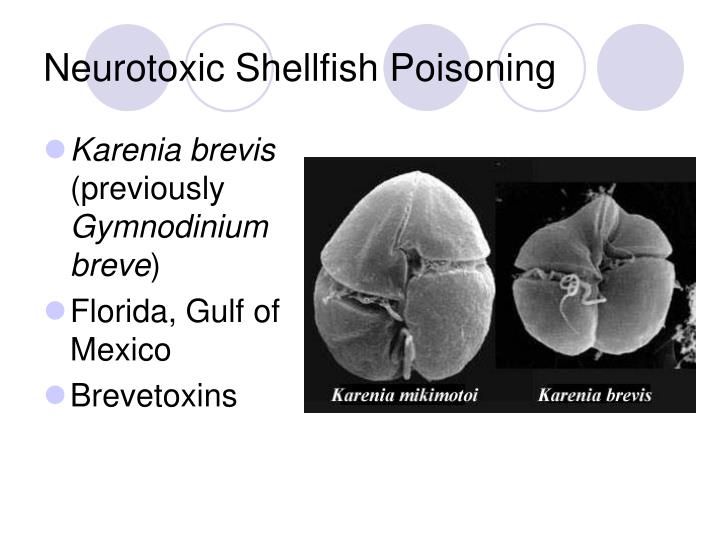 PPT - Harmful algal blooms PowerPoint Presentation - ID:3564578
