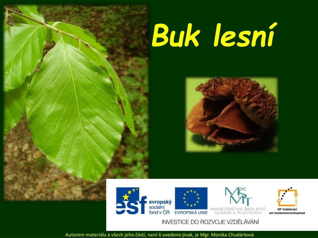 PPT - Buk lesní Přírodověda , 4.ročník VY_32_INOVACE_416 21. sada ...