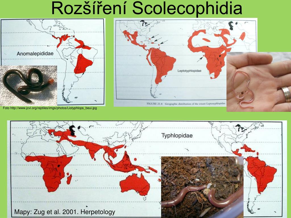 PPT - První pokus o poznání fylogeografie podzemního hada Typhlops ...