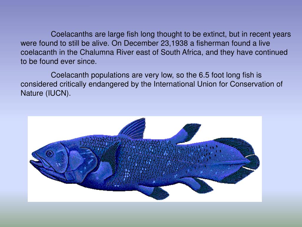 PPT - Coelacanths "Latimeria Chalumnaelumnae" PowerPoint Presentation ...