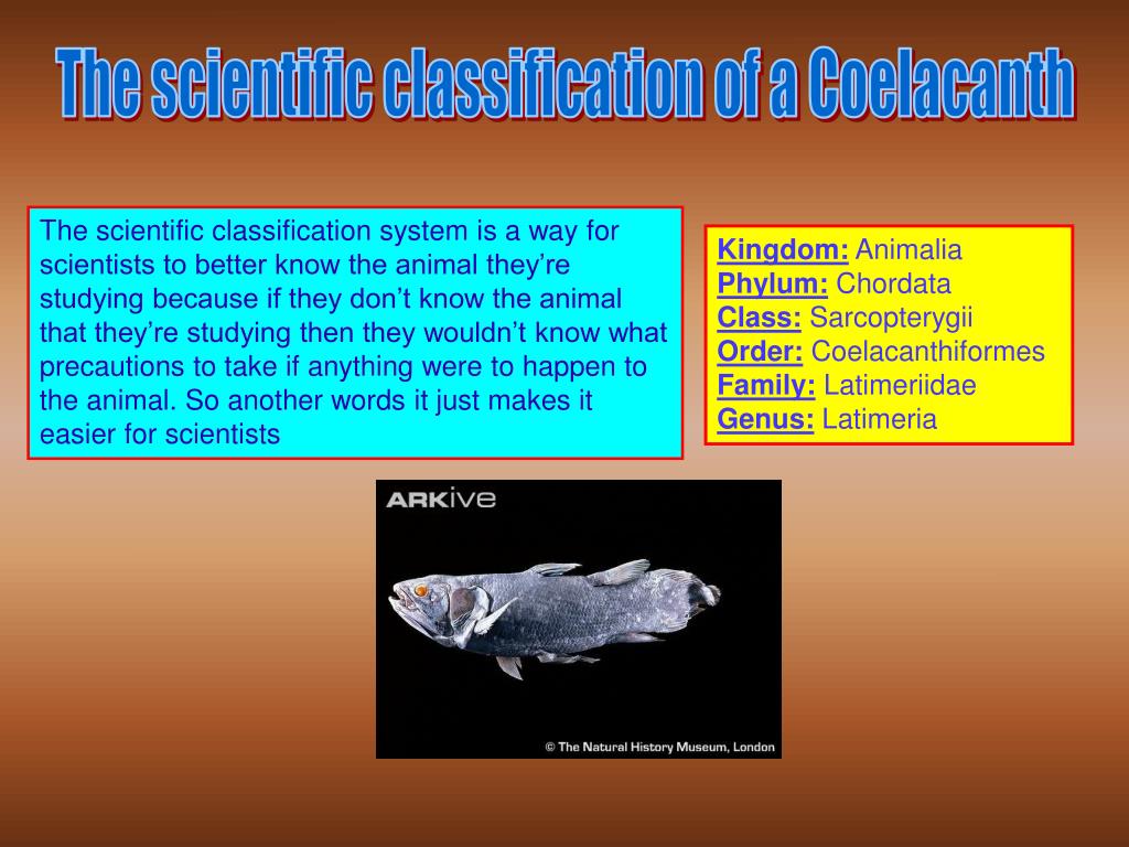 PPT - Coelacanths "Latimeria Chalumnaelumnae" PowerPoint Presentation ...
