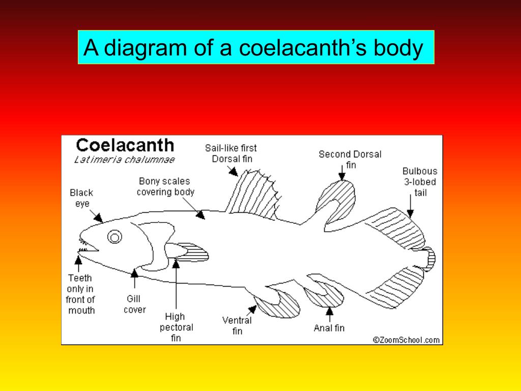 PPT - Coelacanths "Latimeria Chalumnaelumnae" PowerPoint Presentation ...