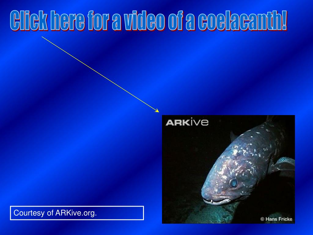 PPT - Coelacanths "Latimeria Chalumnaelumnae" PowerPoint Presentation ...