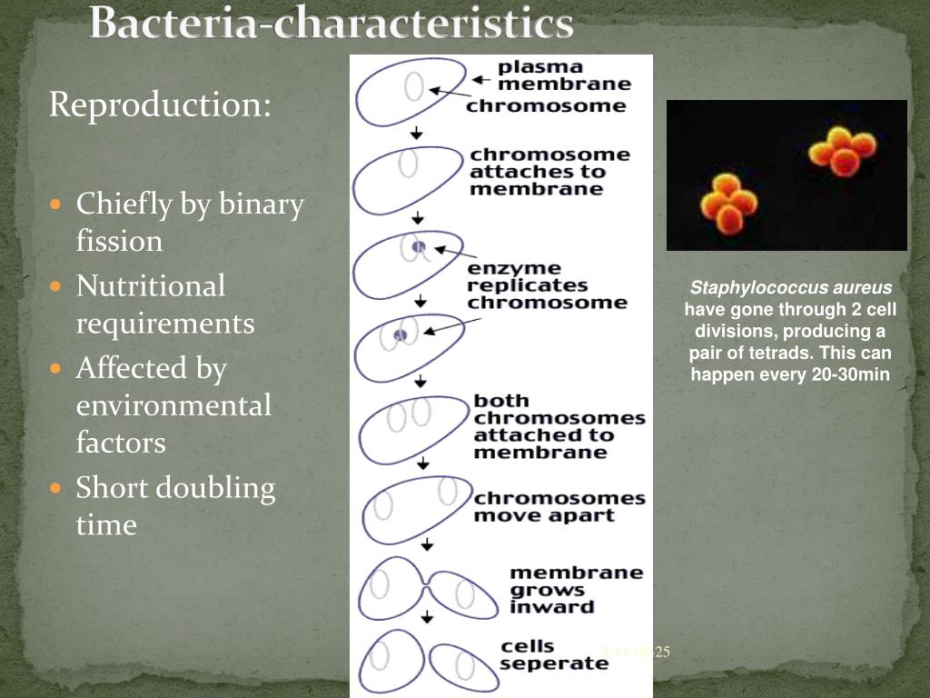 PPT - Microbiology/Infectious Diseases EO 003.02 PowerPoint ...