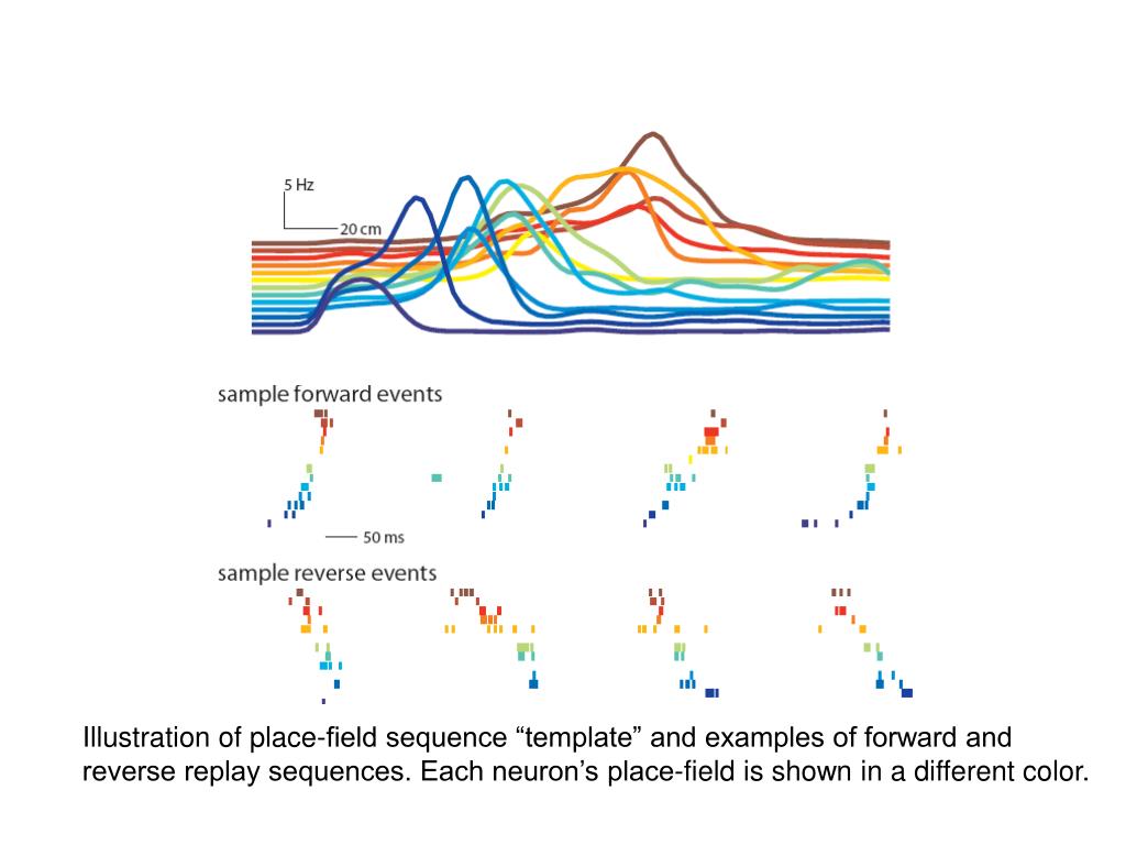 PPT - Forward and reverse hippocampal place-cell sequences during ripples Kamran Diba & Gyorgy ...