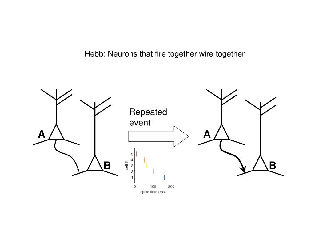 PPT - Forward and reverse hippocampal place-cell sequences during ...