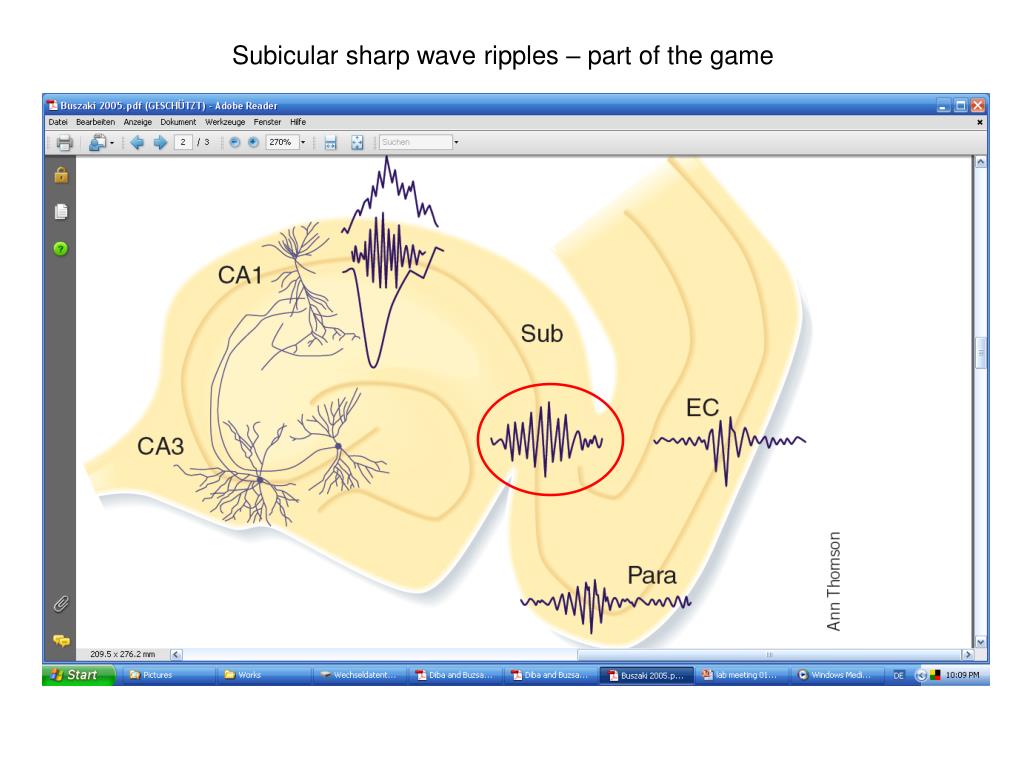 PPT - Forward and reverse hippocampal place-cell sequences during ...