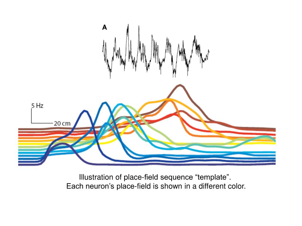 PPT - Forward and reverse hippocampal place-cell sequences during ...