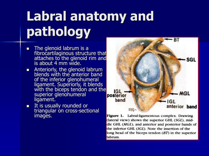 PPT - Werner Harmse July 2011 PowerPoint Presentation - ID:3565666