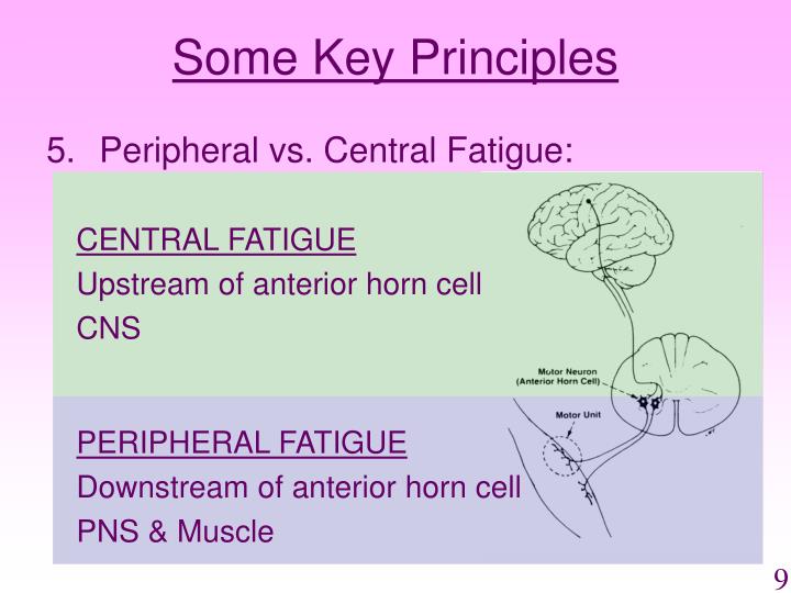PPT - BS277 Biology of Muscle Fatigue PowerPoint Presentation - ID:3565982