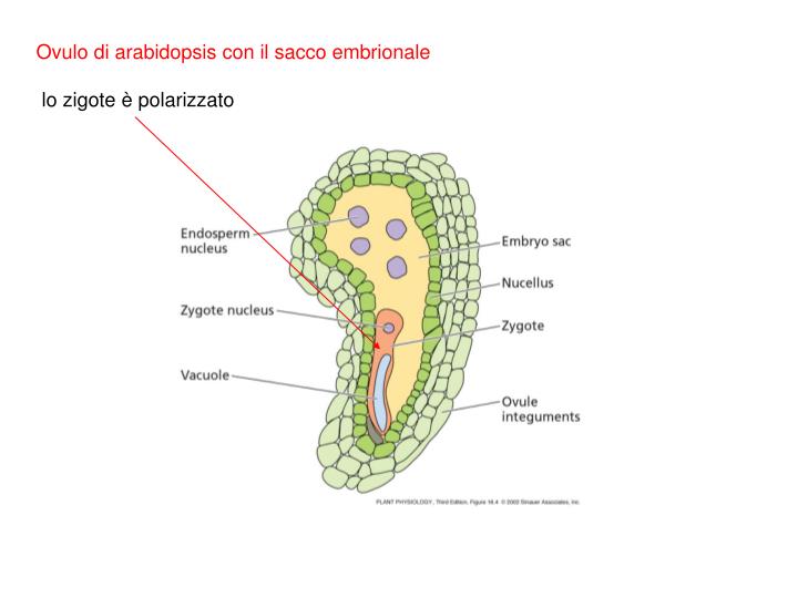 PPT - L’EMBRIOGENESI IN ARABIDOPSIS PowerPoint Presentation - ID:3566510