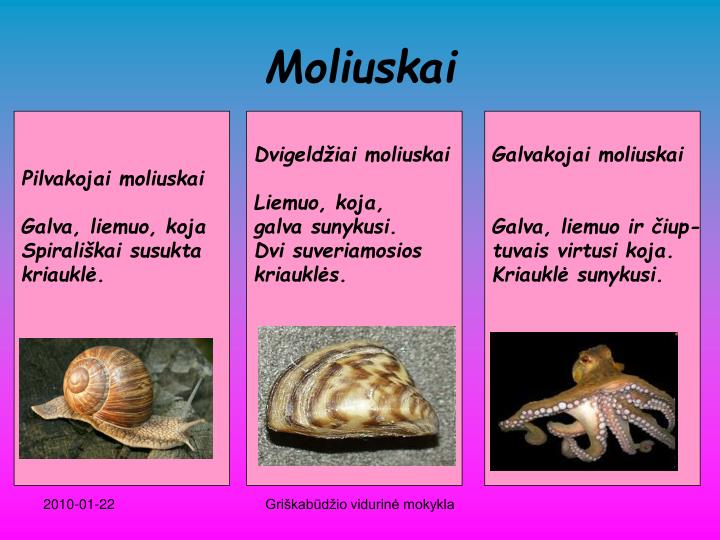 PPT - Bestuburiai gyvūnai PowerPoint Presentation - ID:3566821