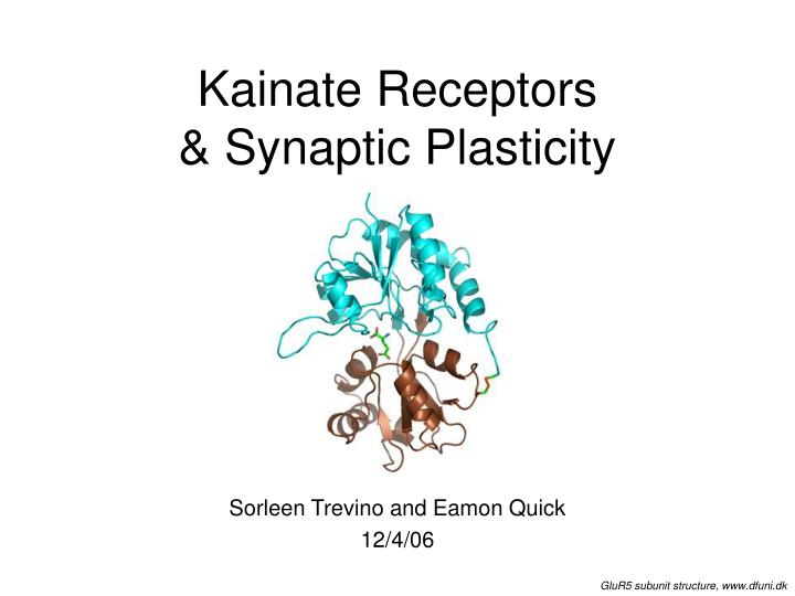 PPT - Kainate Receptors & Synaptic Plasticity PowerPoint Presentation ...
