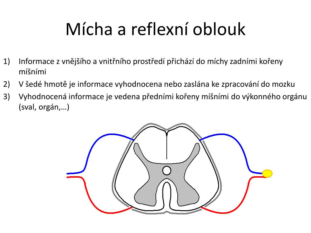 PPT - VY_52_INOVACE_01_31 Základní vzdělávání - Člověk a příroda - Přírodopis – Biologie člověka ...