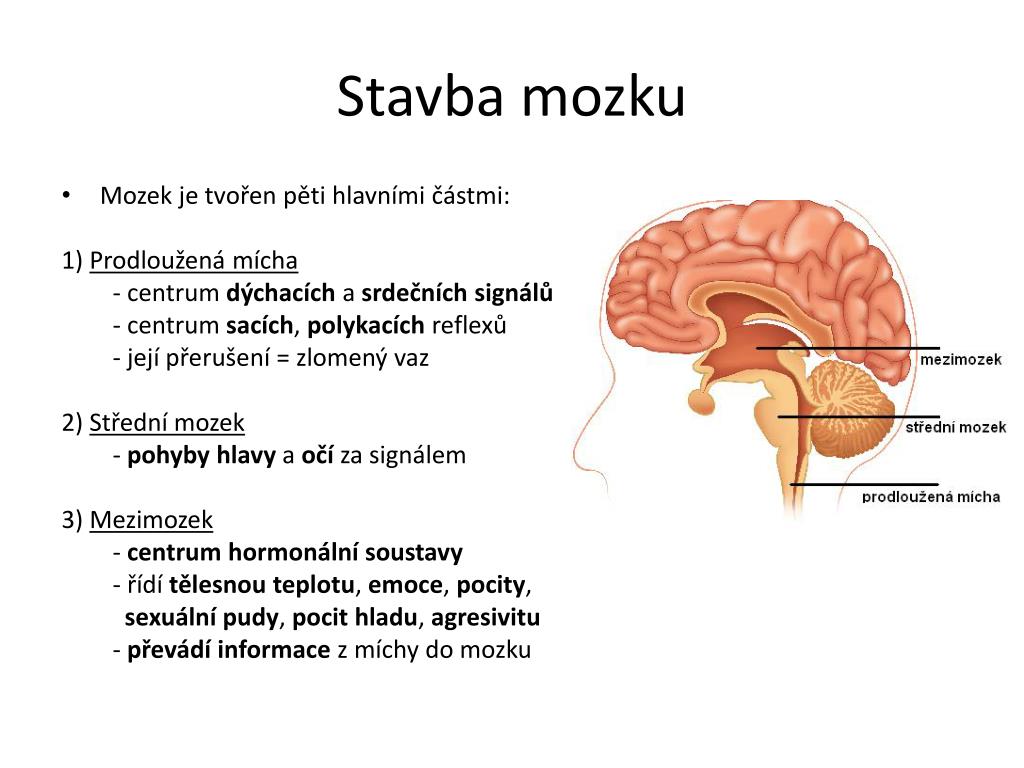 PPT - VY_52_INOVACE_01_31 Základní vzdělávání - Člověk a příroda ...