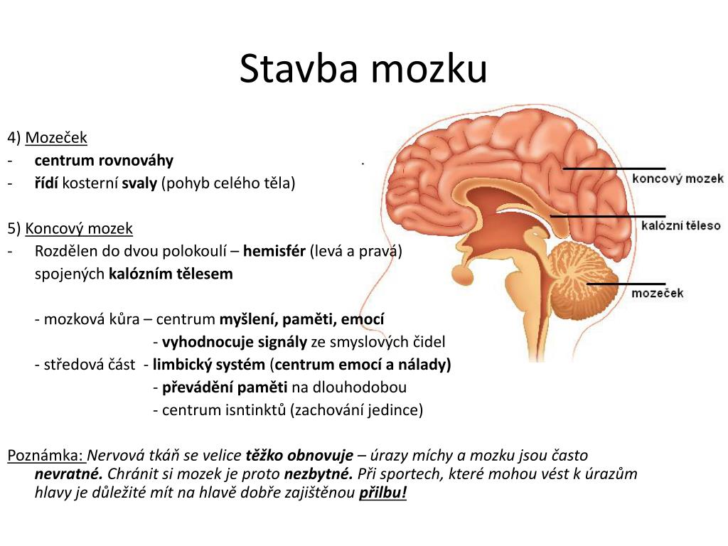 PPT - VY_52_INOVACE_01_31 Základní vzdělávání - Člověk a příroda ...