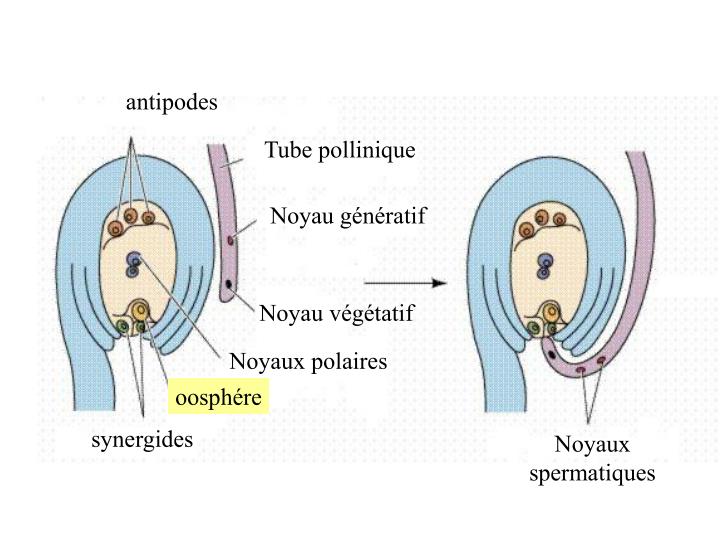 PPT - Reproduction chez les plantes PowerPoint Presentation - ID:3567511