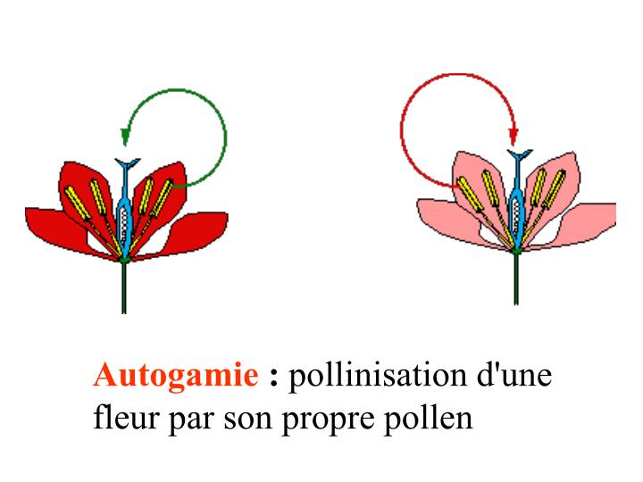 PPT - Reproduction chez les plantes PowerPoint Presentation - ID:3567511