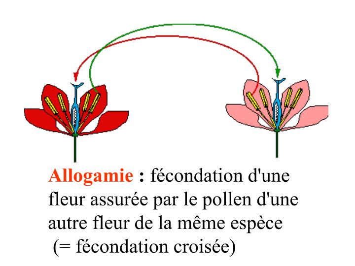 PPT - Reproduction chez les plantes PowerPoint Presentation - ID:3567511