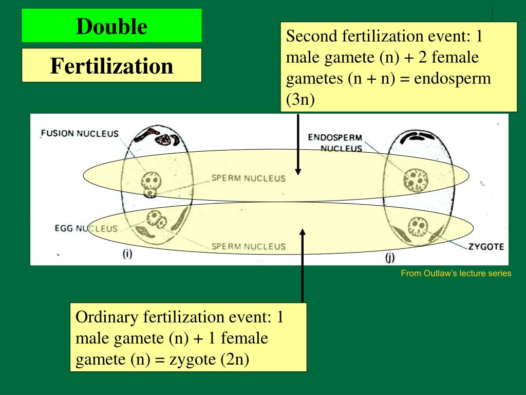 PPT - BOT3015L Biology of Flowering Plants: Reproduction Gametophytes ...