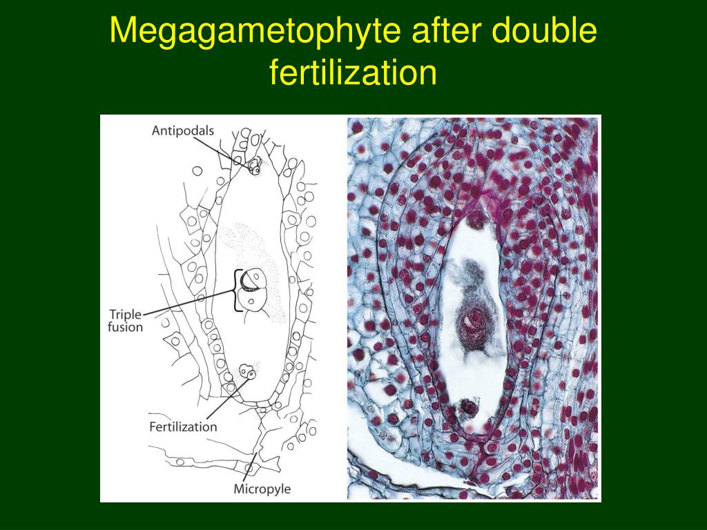 PPT - BOT3015L Biology of Flowering Plants: Reproduction Gametophytes ...