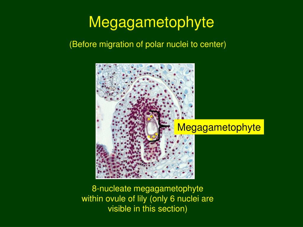 PPT - BOT3015L Biology of Flowering Plants: Reproduction Gametophytes ...
