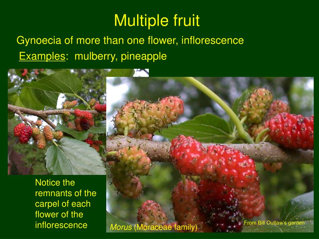 PPT - BOT3015L Biology of Flowering Plants: Reproduction Gametophytes ...