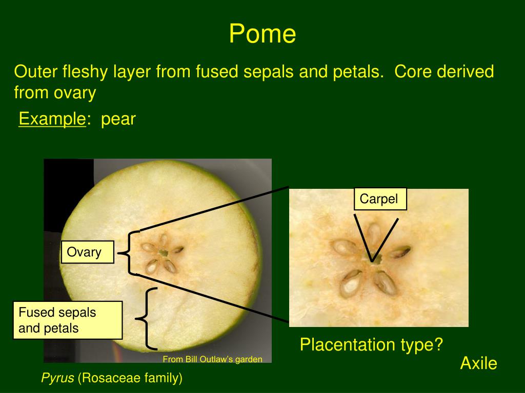 PPT - BOT3015L Biology of Flowering Plants: Reproduction Gametophytes ...