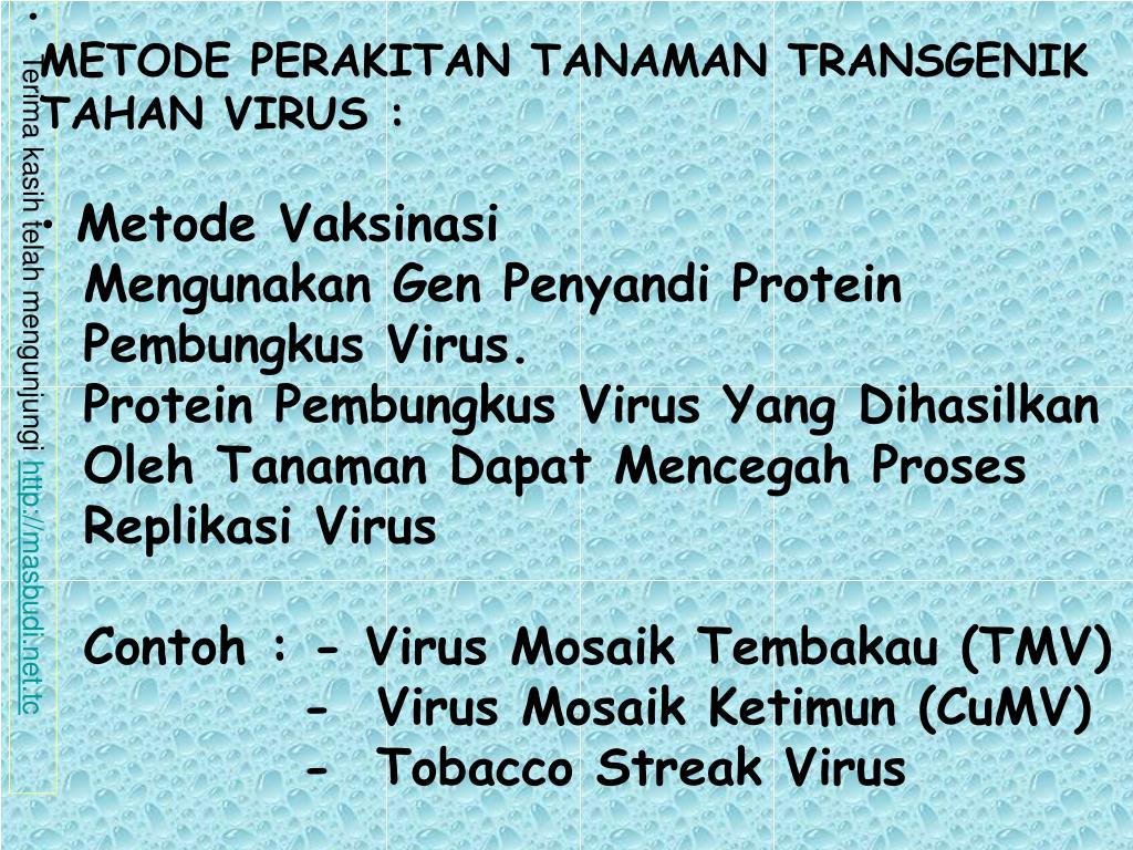 PPT - TRANSGENESIS : Proses Perakitan Organisme Transgenik Organisme ...
