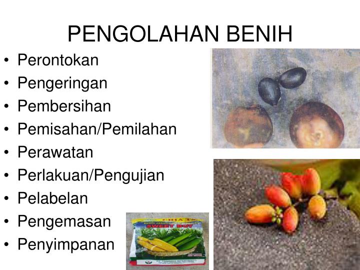 PPT - PENGOLAHAN BENIH PowerPoint Presentation, free download - ID:3568457