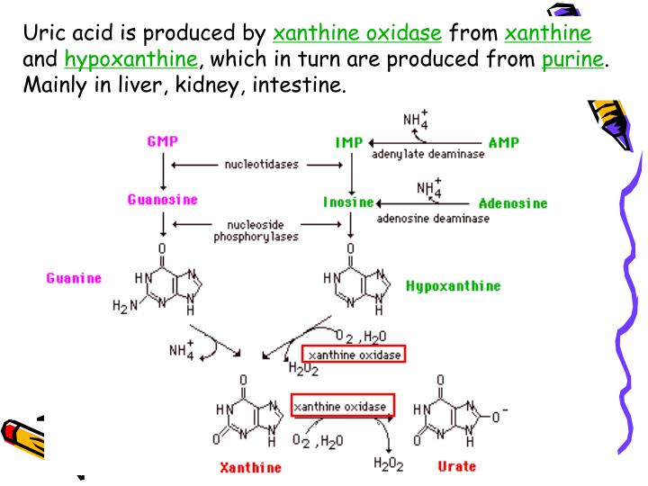 PPT - Uric acid PowerPoint Presentation - ID:3568648
