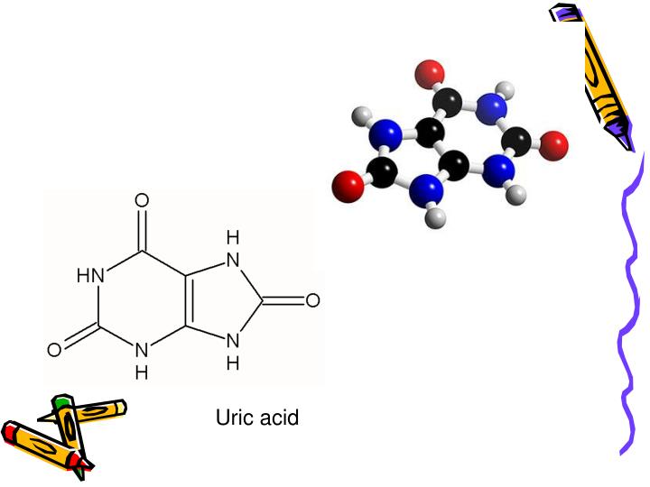 PPT - Uric acid PowerPoint Presentation - ID:3568648