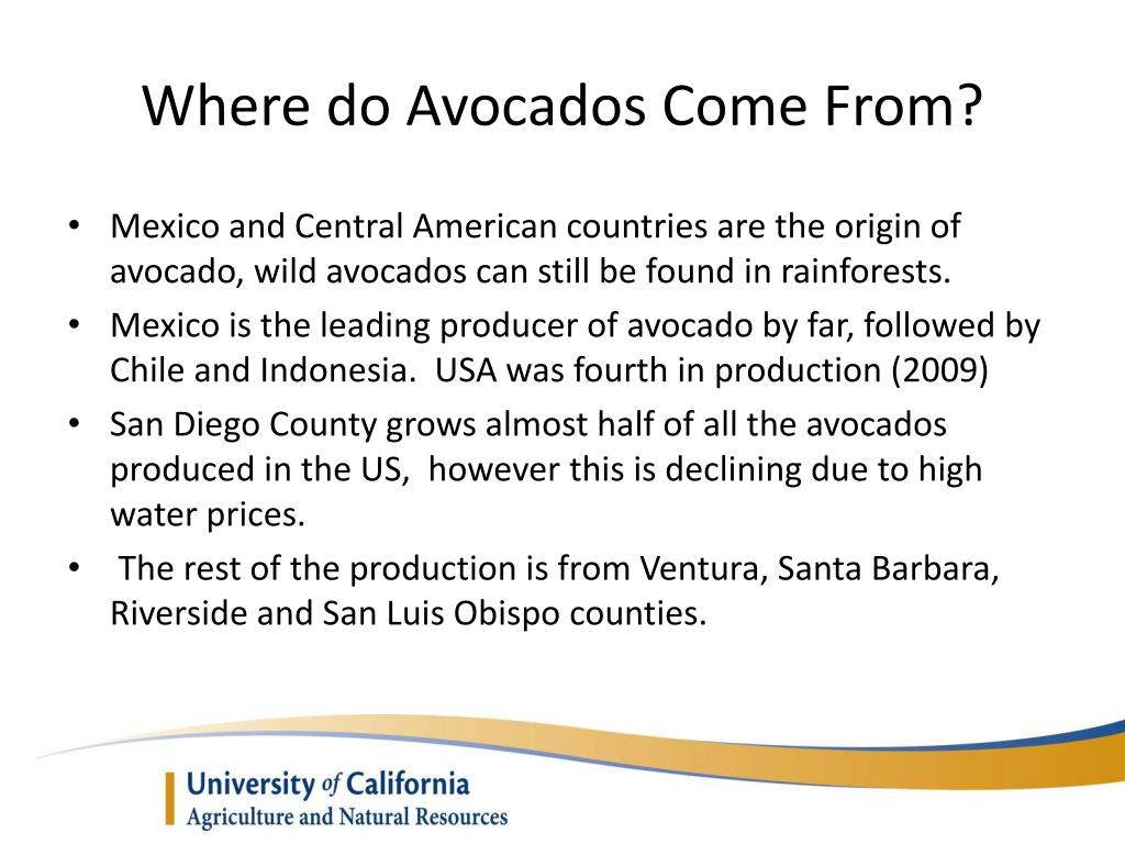 PPT - Chapter 2 - Avocado Botany and Commercial Cultivars Grown in ...