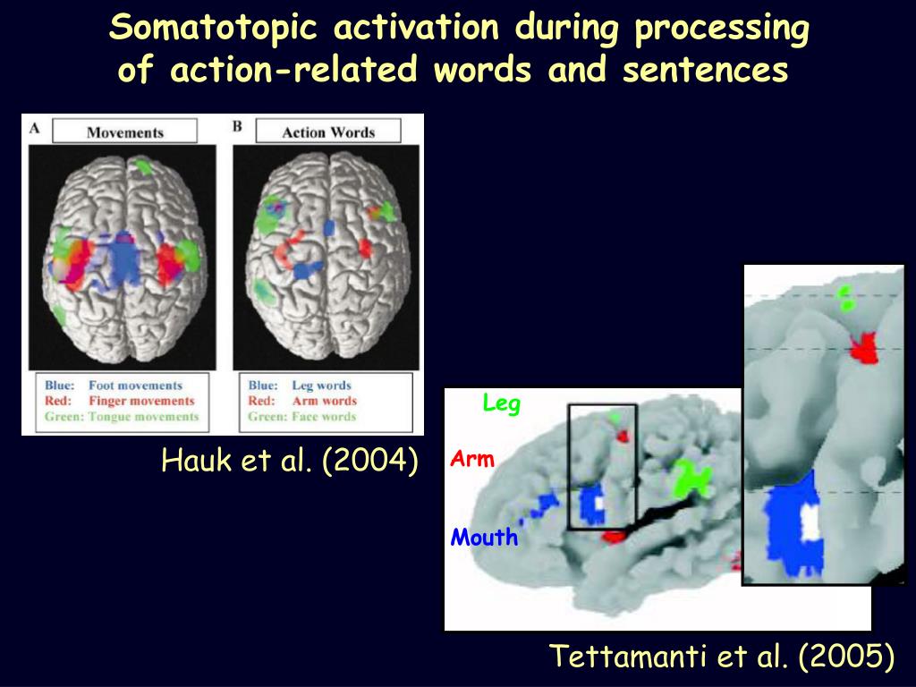 PPT - Grasping ideas with the motor system: Semantic somatotopy in ...