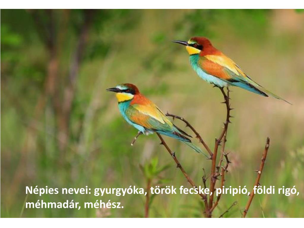 PPT - AZ ÉV MADARA 2 013 GYURGYALAG Merops apiaster PowerPoint ...