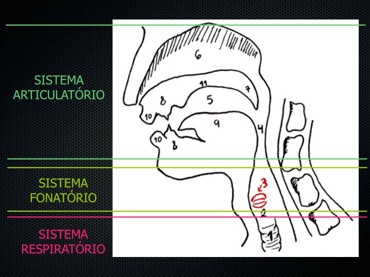 PPT - Fonética e Fonologia PowerPoint Presentation - ID:3569837