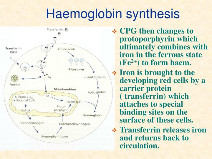 PPT - Blood Biochemistry PowerPoint Presentation - ID:3570049