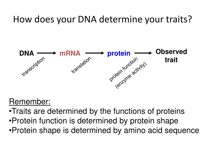 PPT - How is the amino acid sequence determined? PowerPoint ...