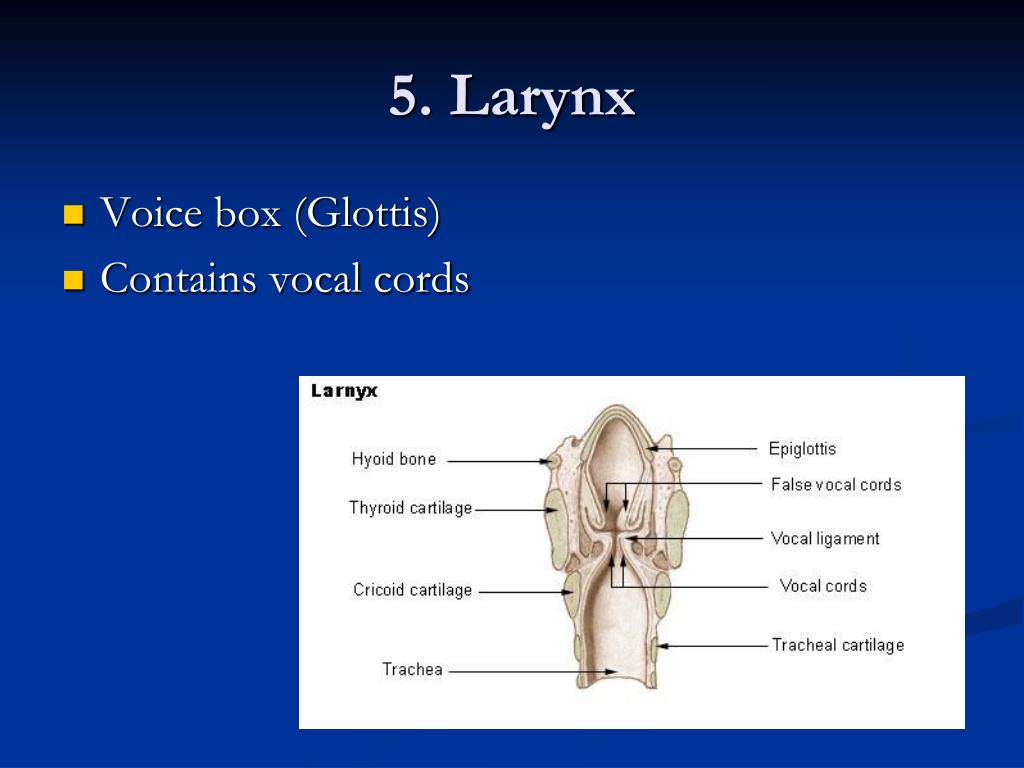 PPT - Respiratory System Witty/Woods PCB Biology PowerPoint ...