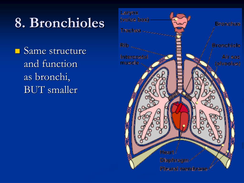PPT - Respiratory System Witty/Woods PCB Biology PowerPoint ...